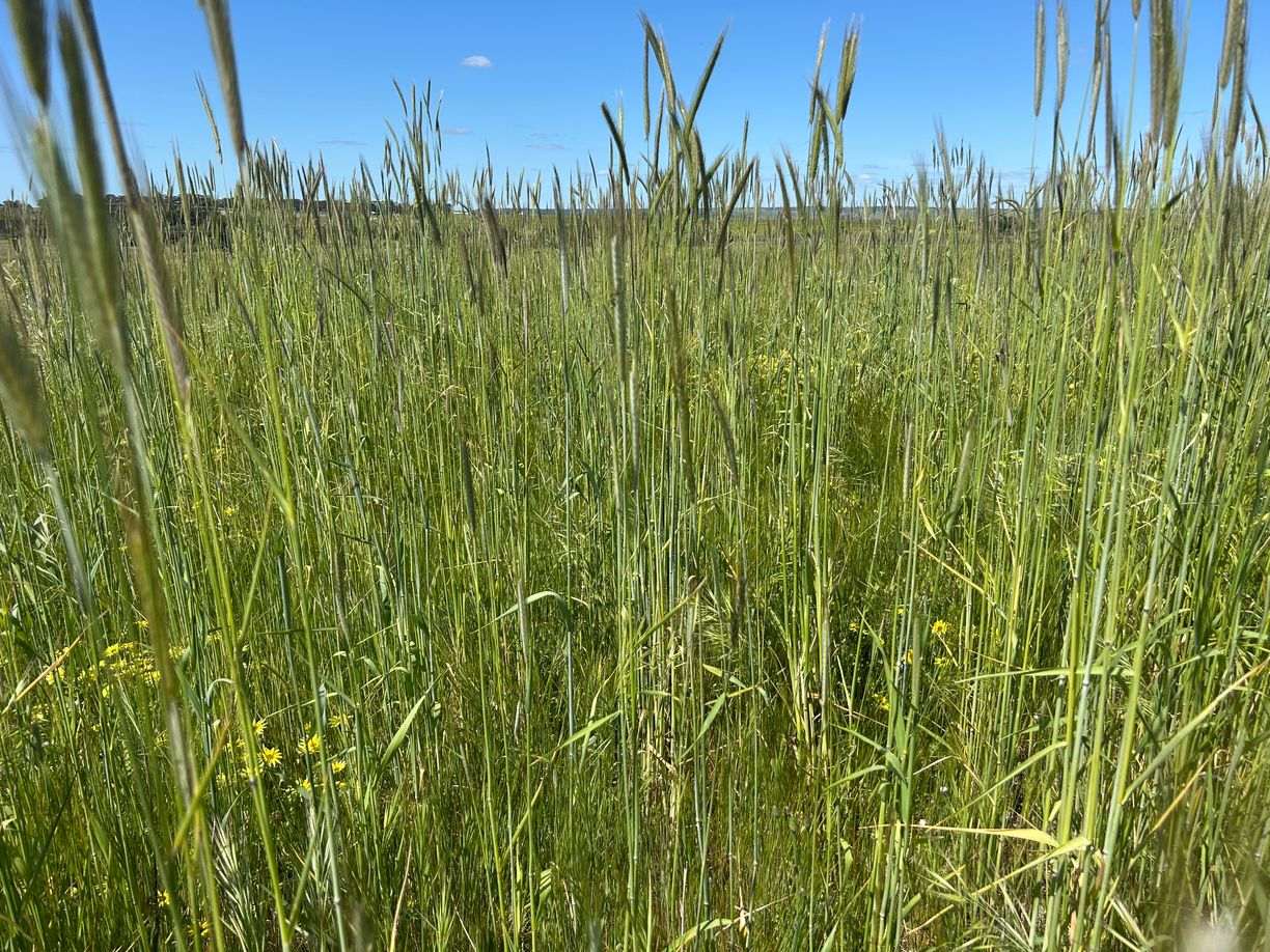 A Premier Mogumber Grazing & Cropping Opportunity with Exceptional ...